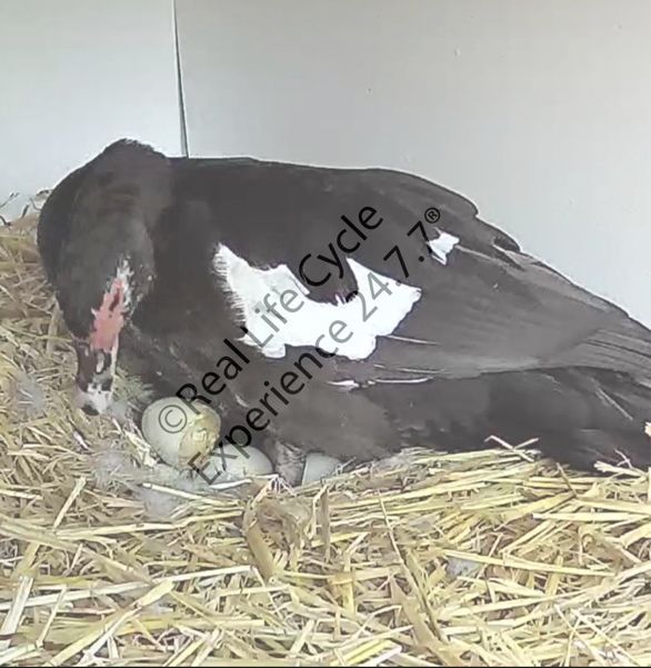 Real Life Cycle Experience 24.7.7®