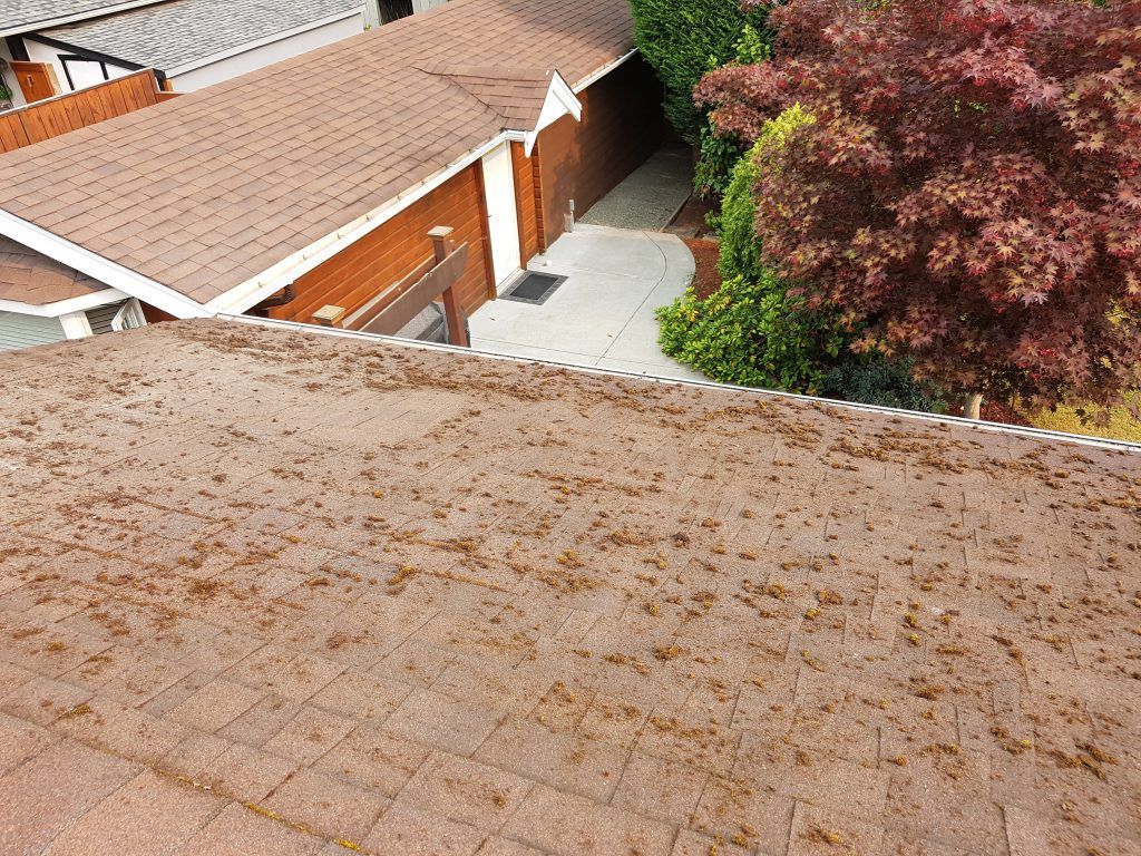 Service for Roof Moss Treatment in Victoria BC