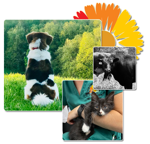 Home Sunny Ridge Veterinary Services | Rogers, OH