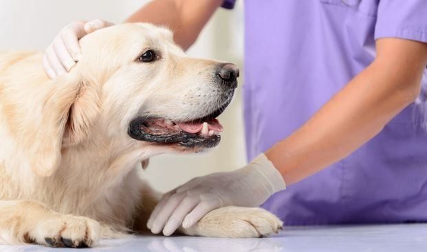 Case Study: How we generated 3,000 enquiries in 12 months for Inglis Vets