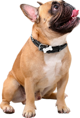Finney County Humane Society | Animal Shelter | Garden City KS