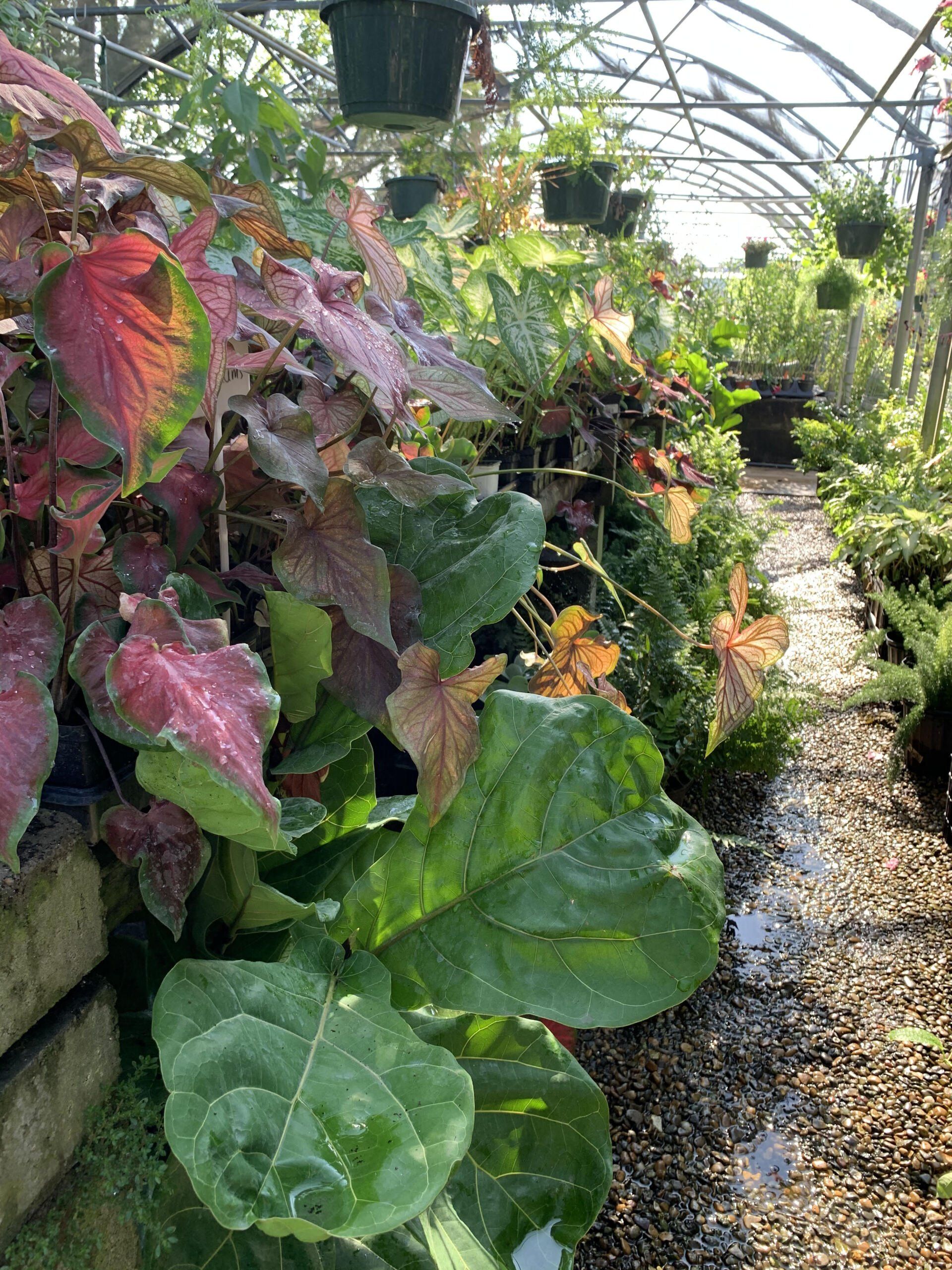 McIntire’s Garden Center | Gallery | Georgetown, TX