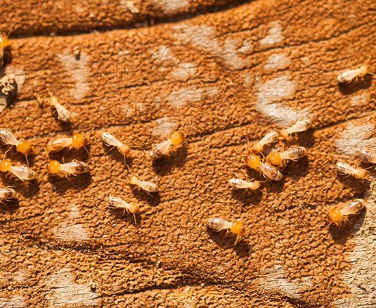 Entomologist - Manteo, NC - Outer Banks Pest Control