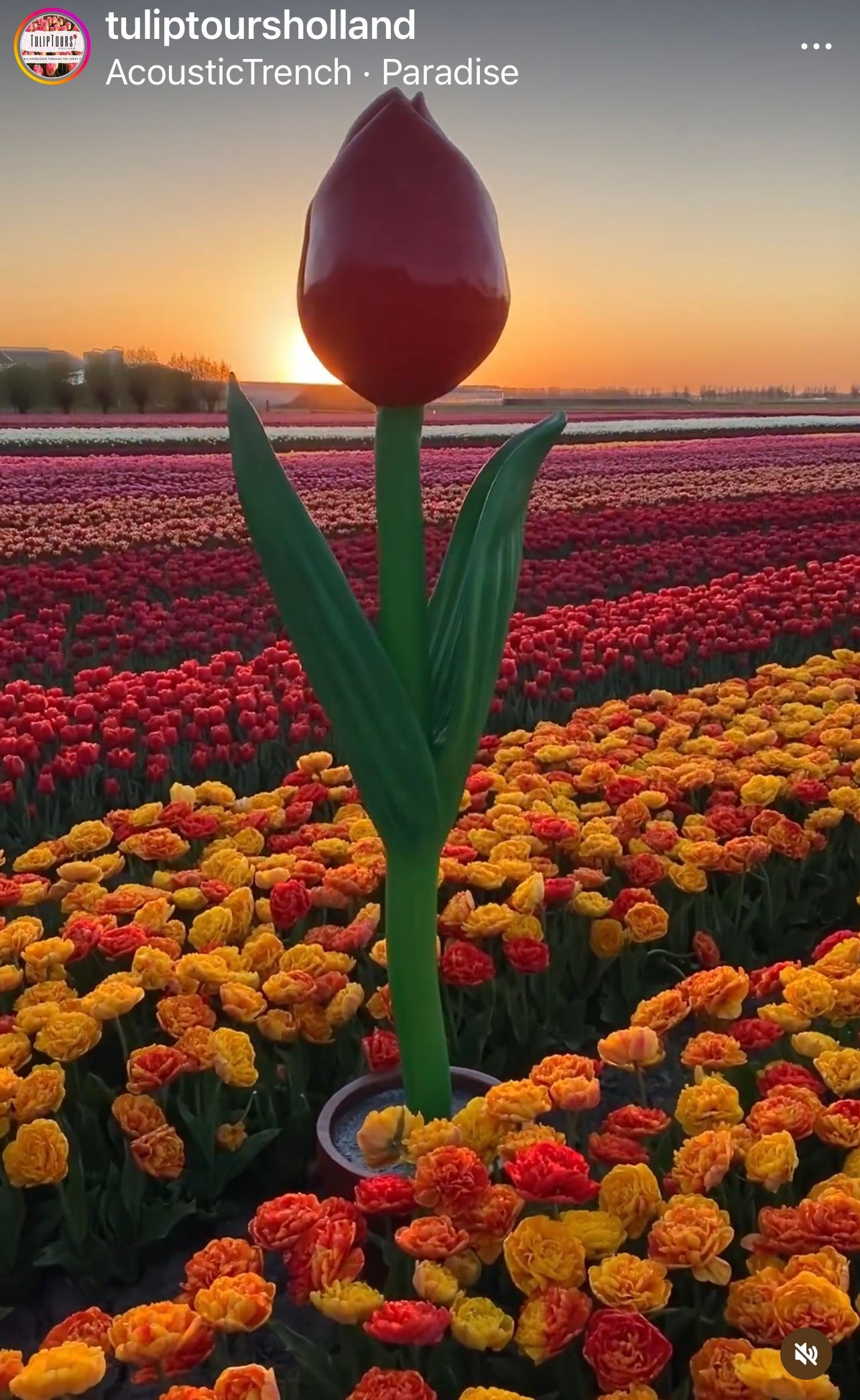 Welkom bij DecoTulp