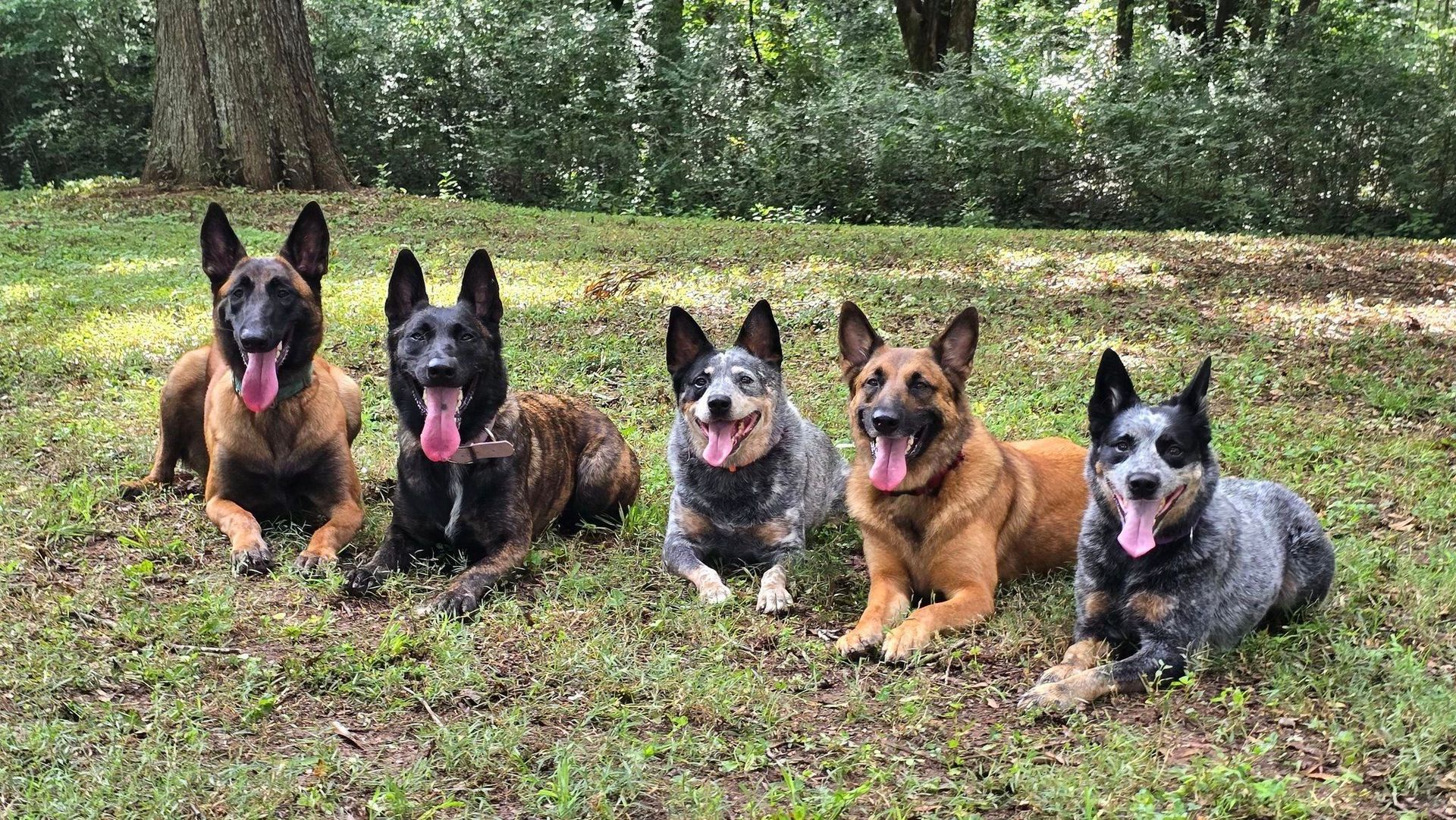 Dog Behavior Training in Huntsville AL