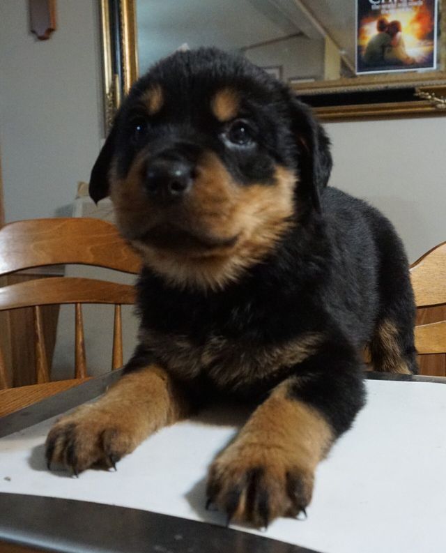 When To Start Weaning Rottweiler Puppies