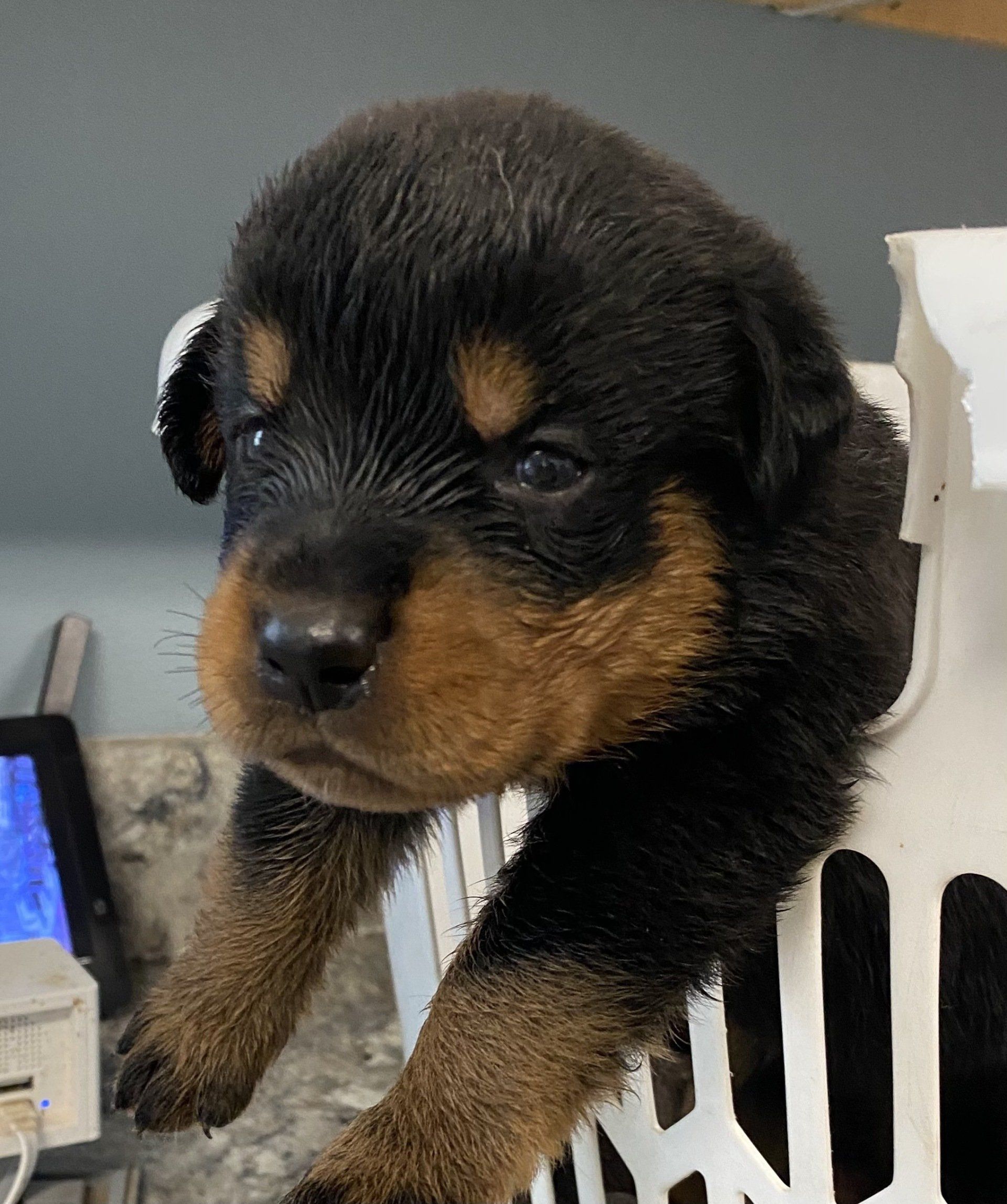 Spartan Rottweilers - Dog Breeder of AKC Rottweilers