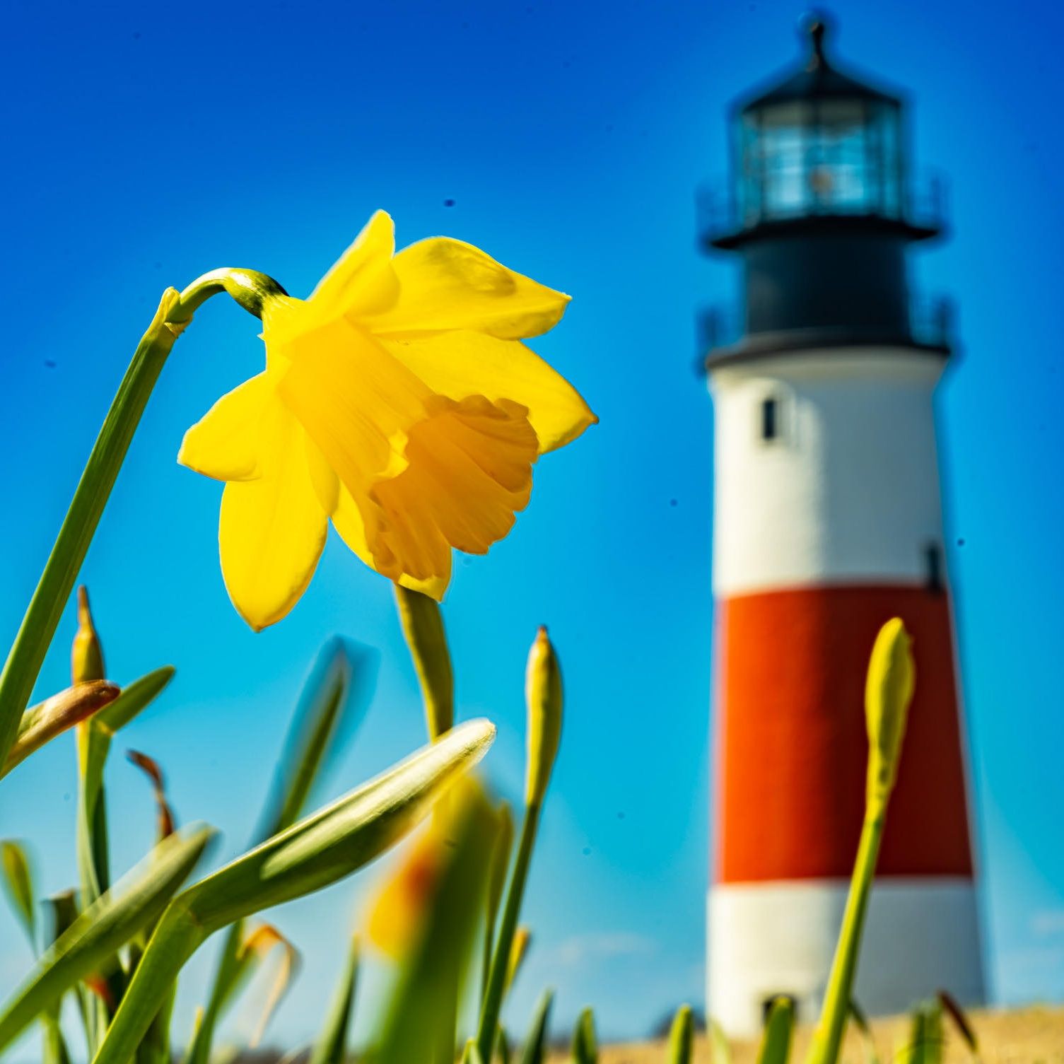 Spring Time on Nantucket...