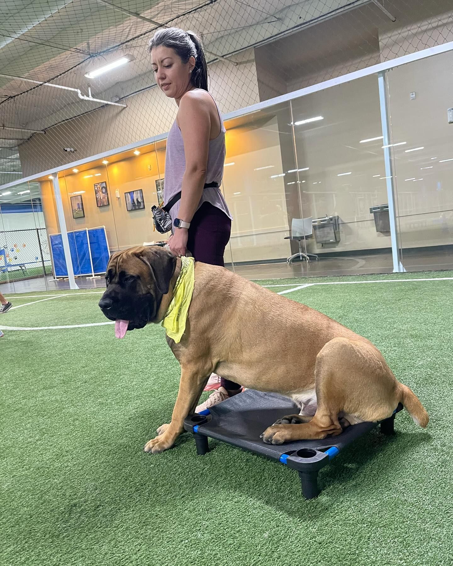 Dog Training | K9 Culture Dog Training | Dallas, TX
