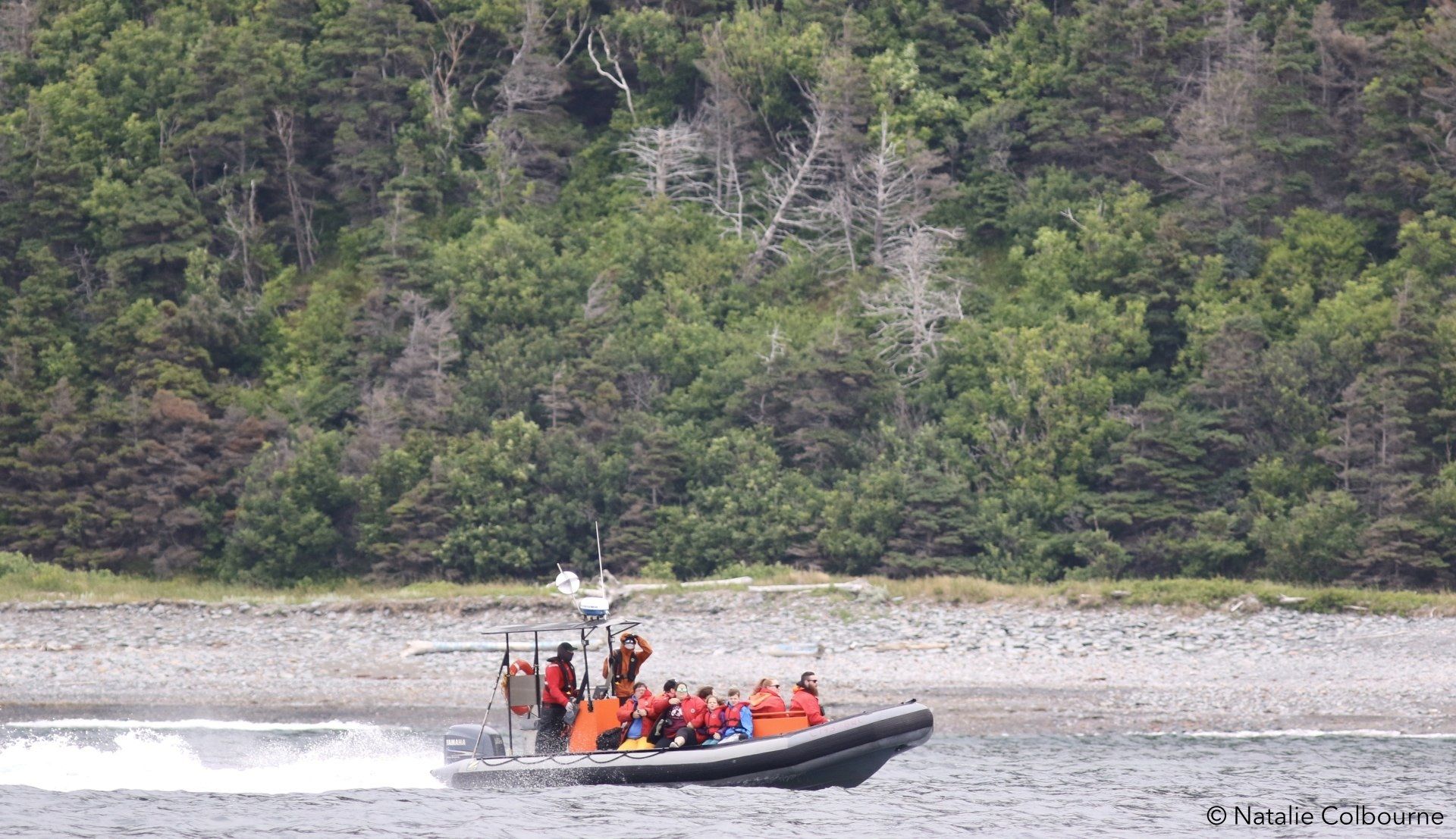 Captain Zodiac Whale Cruise