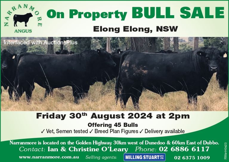 Bulls | Narranmore Pastoral Co