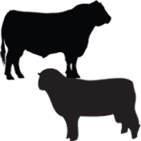 Narranmore Pastoral Co