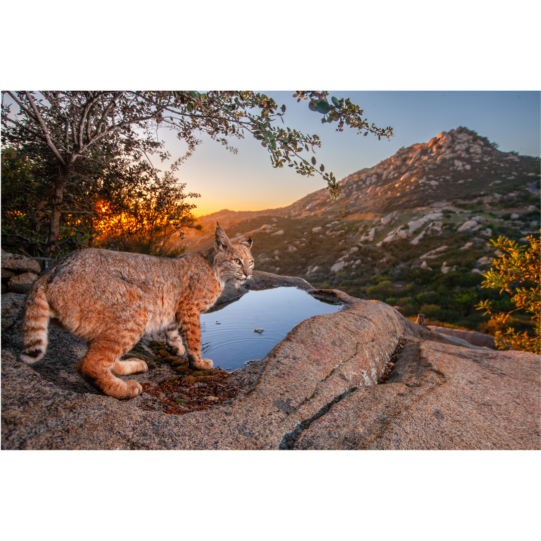 Capturing the Wild Heart of Ramona: A Look at Photographer Roy Toft