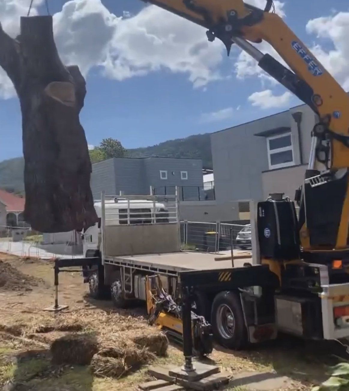 Dingo’s Tree Service | Tree Services in Wollongong