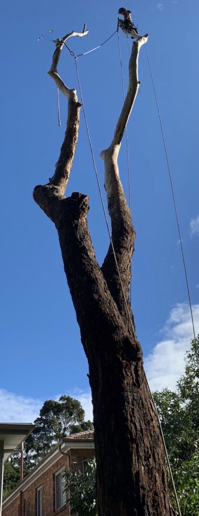 Dingo’s Tree Service | Tree Services in Wollongong