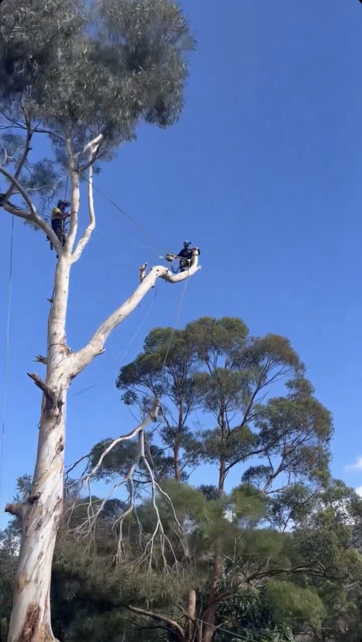 Dingo’s Tree Service | Tree Services in Wollongong