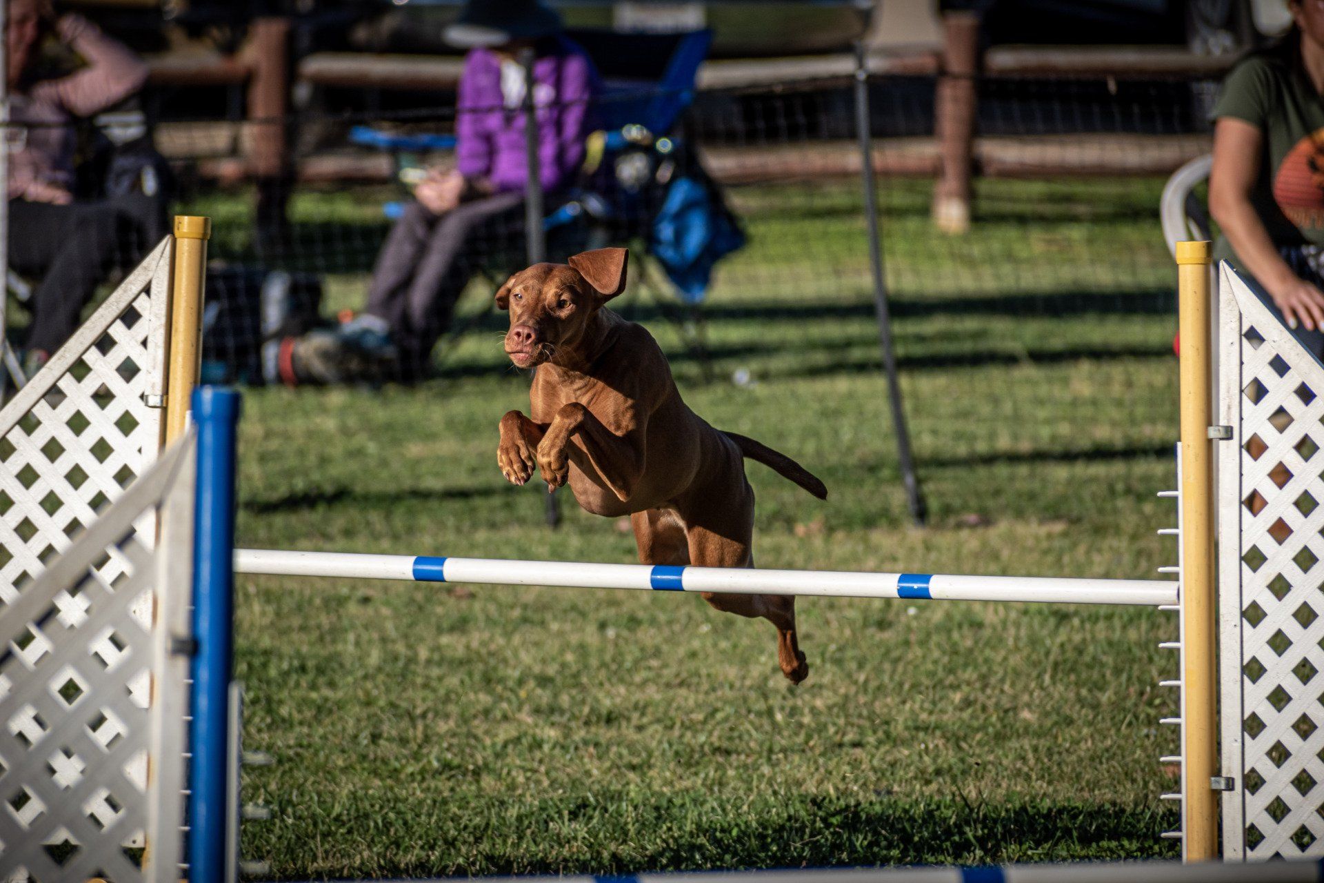 SCVC Agility Trial, Sept 30-Oct 2, 2022