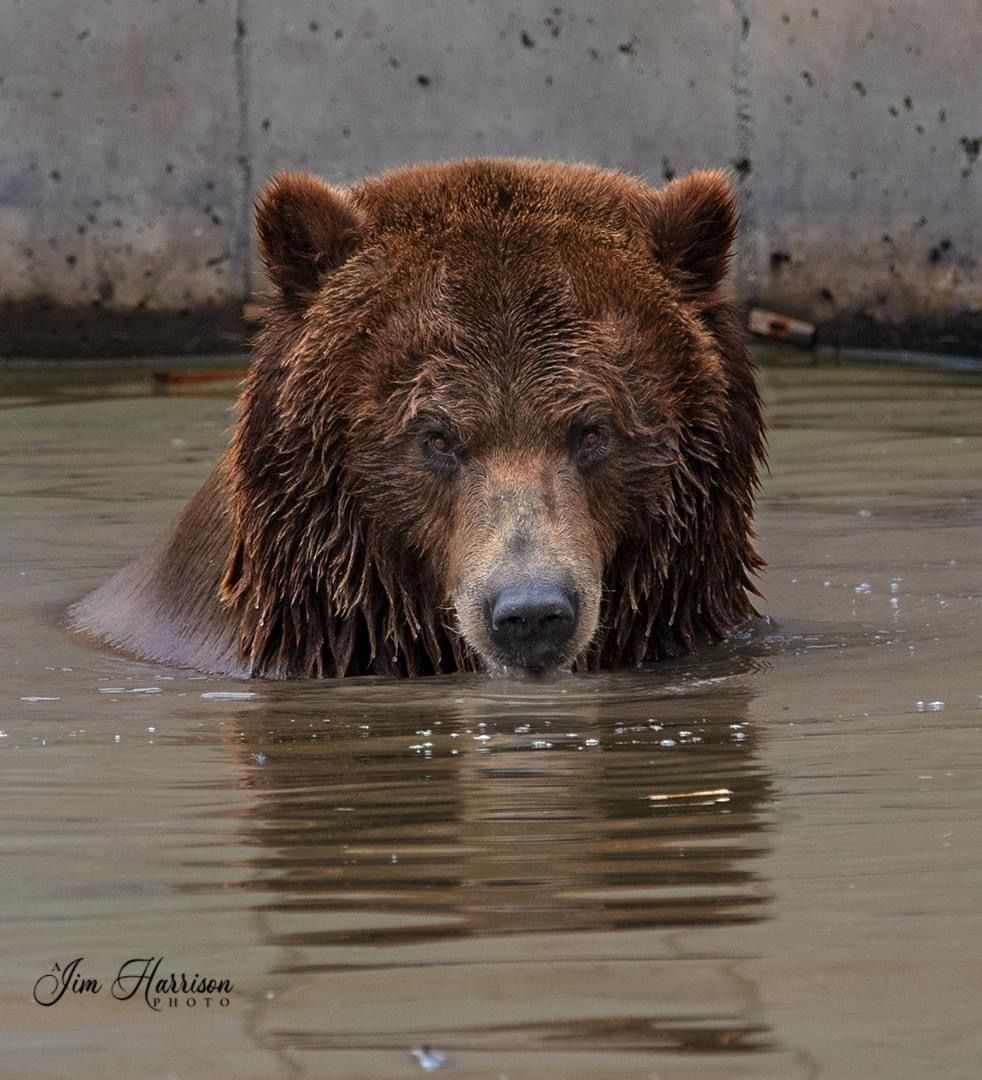 Montana Grizzly Encounter | Rescue & Education