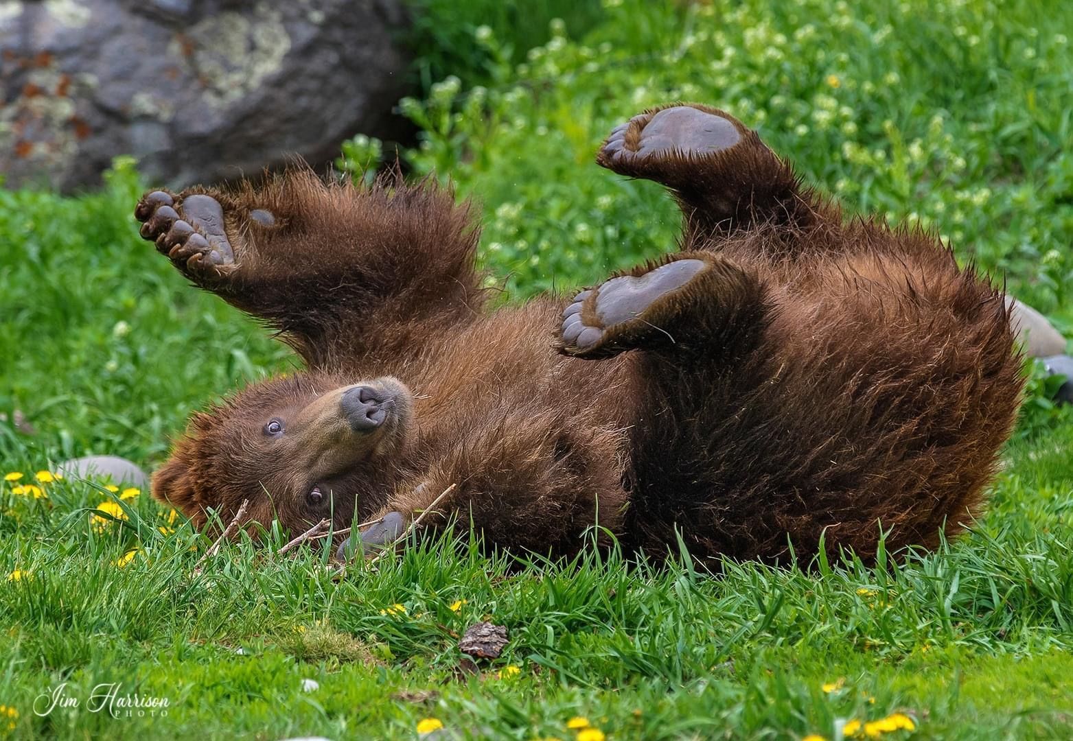 Grizzly Bear Rescue | Bozeman, MT | (406) 586-8893