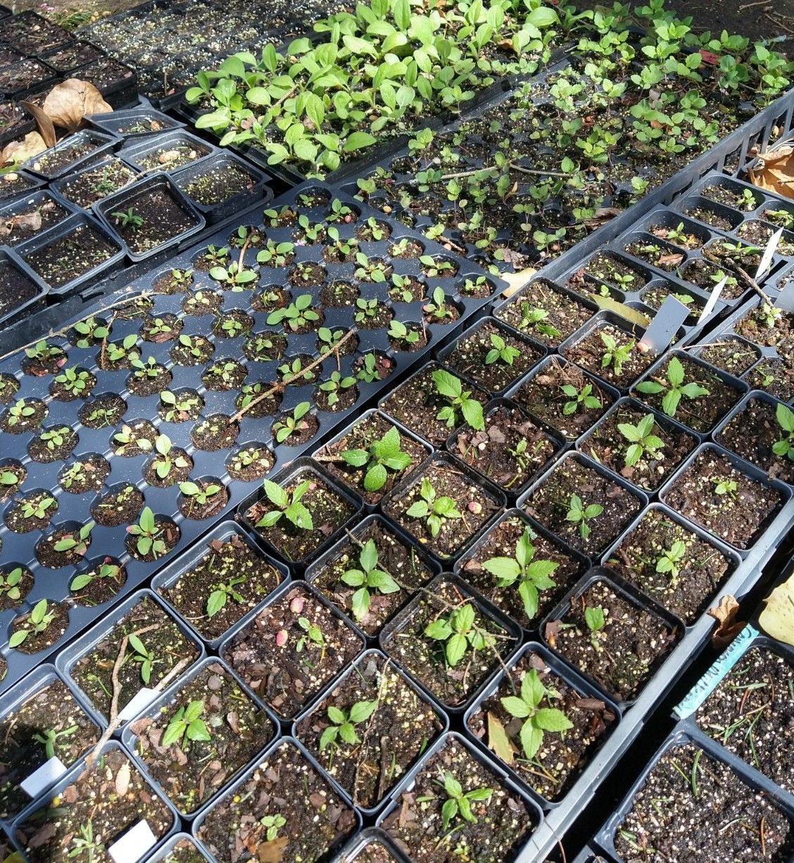 A Comprehensive Guide for how to Start Garden Plants Indoors