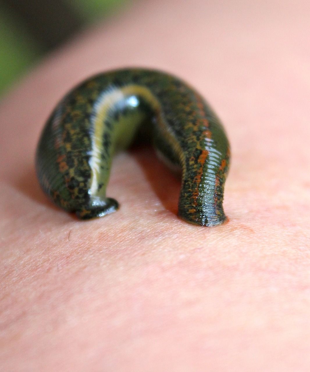 blood sucking leeches