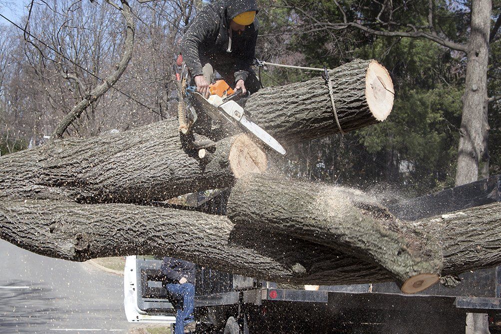 Specialist Tree Surgeon Services | Ace Tree Surgeons