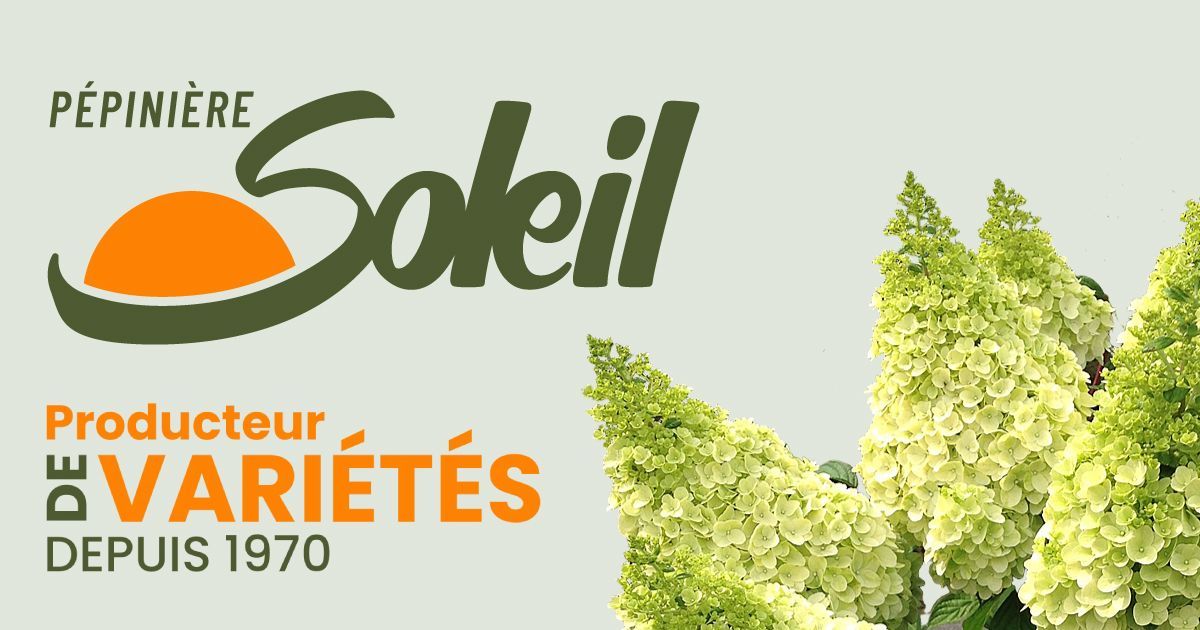 Pépinière Soleil | Arbustes fruitiers bio