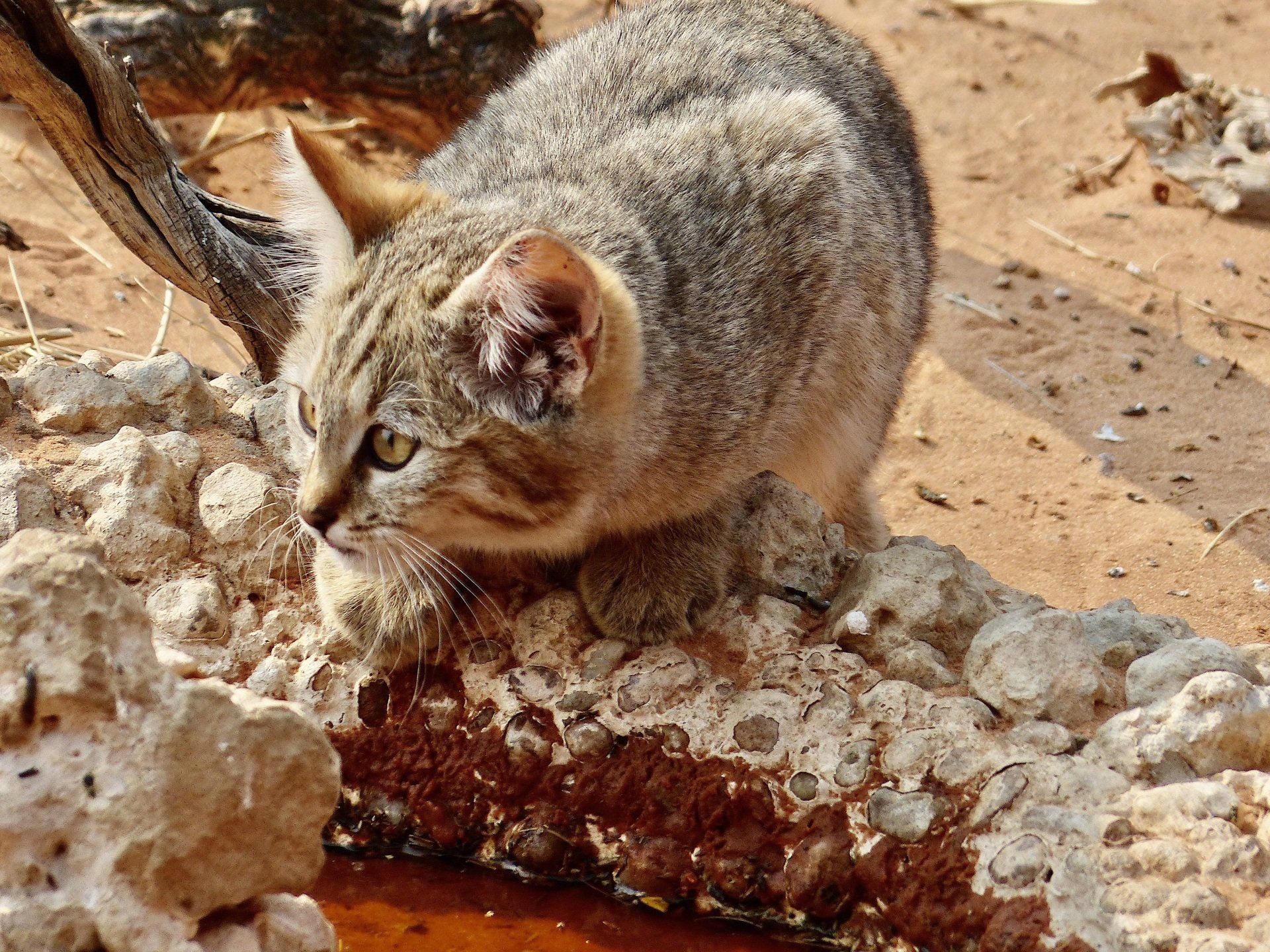 MEET AFRICA'S SMALL CATS