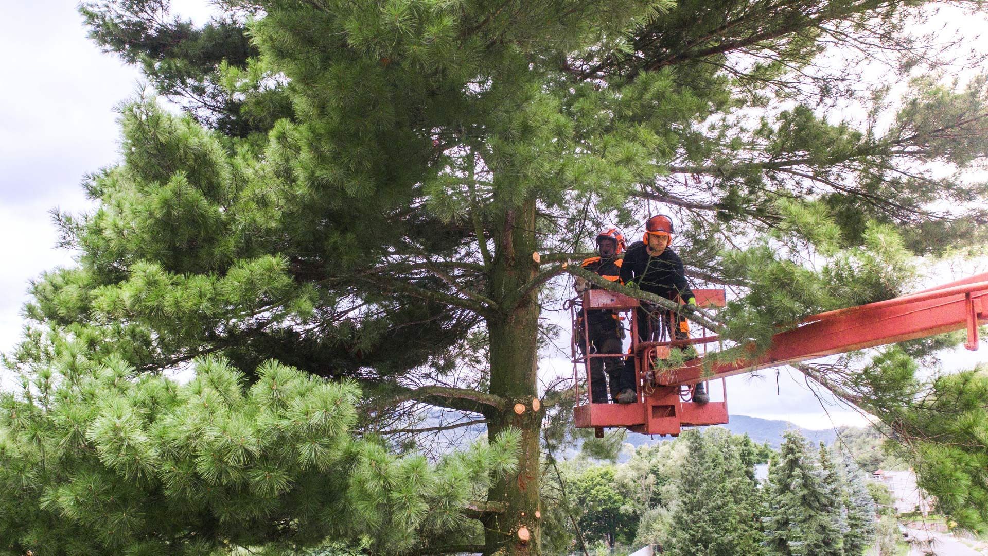 Duran Tree Service | Expert Tree Services in Portland