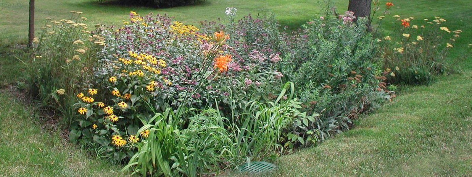 Water-Smart Landscape to Soak Up Rain at Your Home or Property