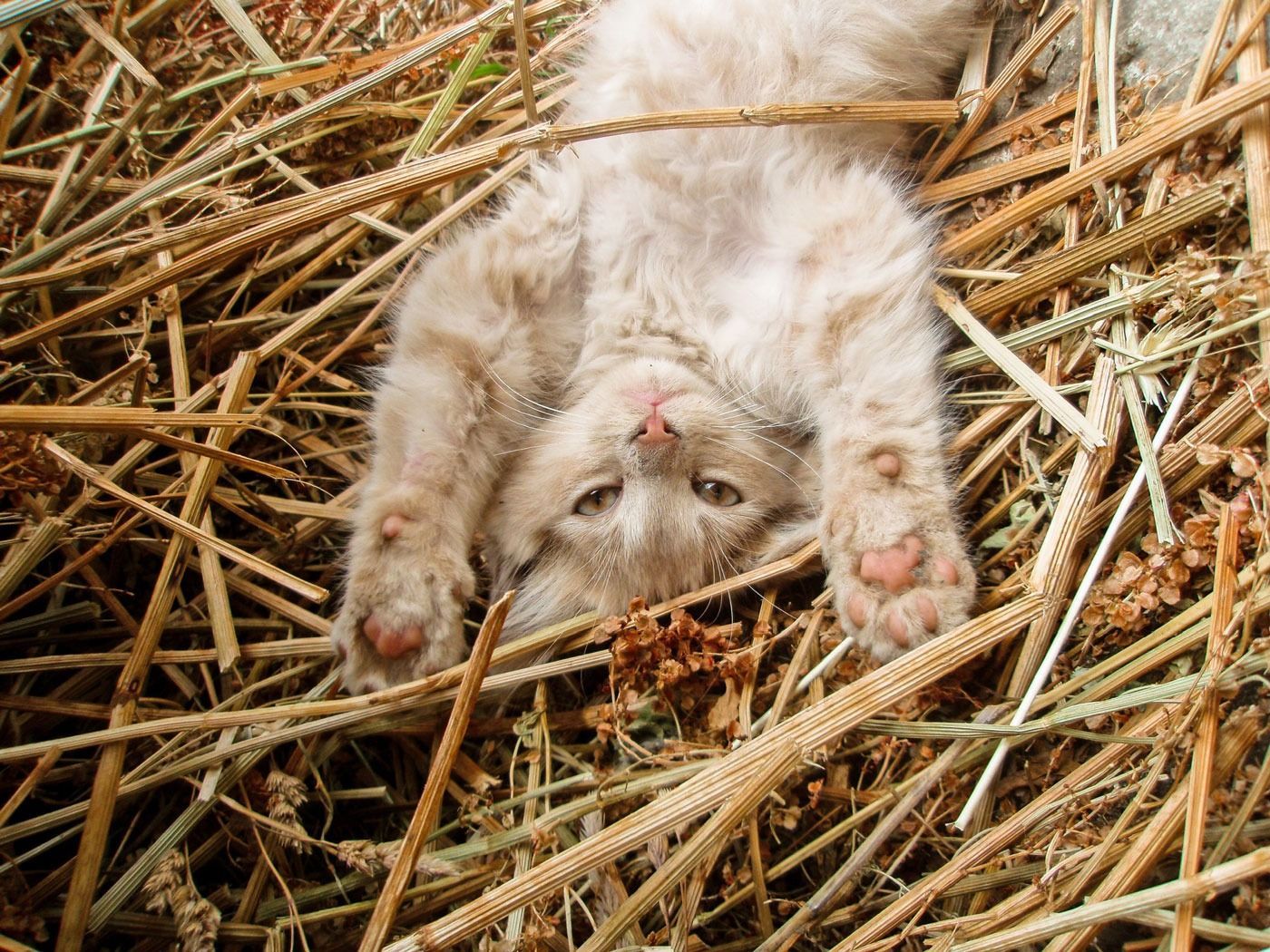 About Our Veterinary Clinic | Village Vets | Florida, NY