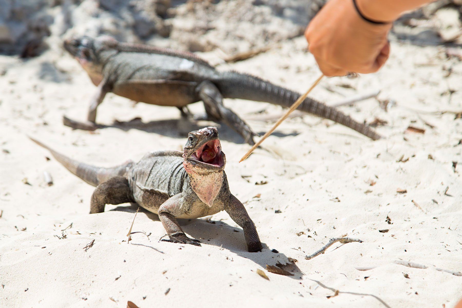 Island Escapes Bahamas - Luxury Vacation Adventures | Exuma Escapes Bahamas