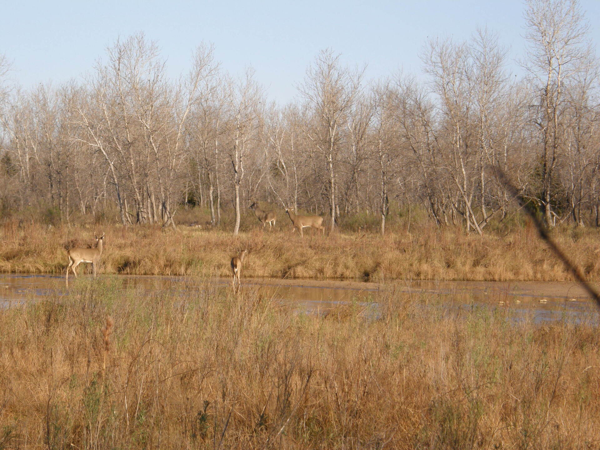 About Us | Salt Fork Hunts - Whitetail Deer & Rio Grande Turkey