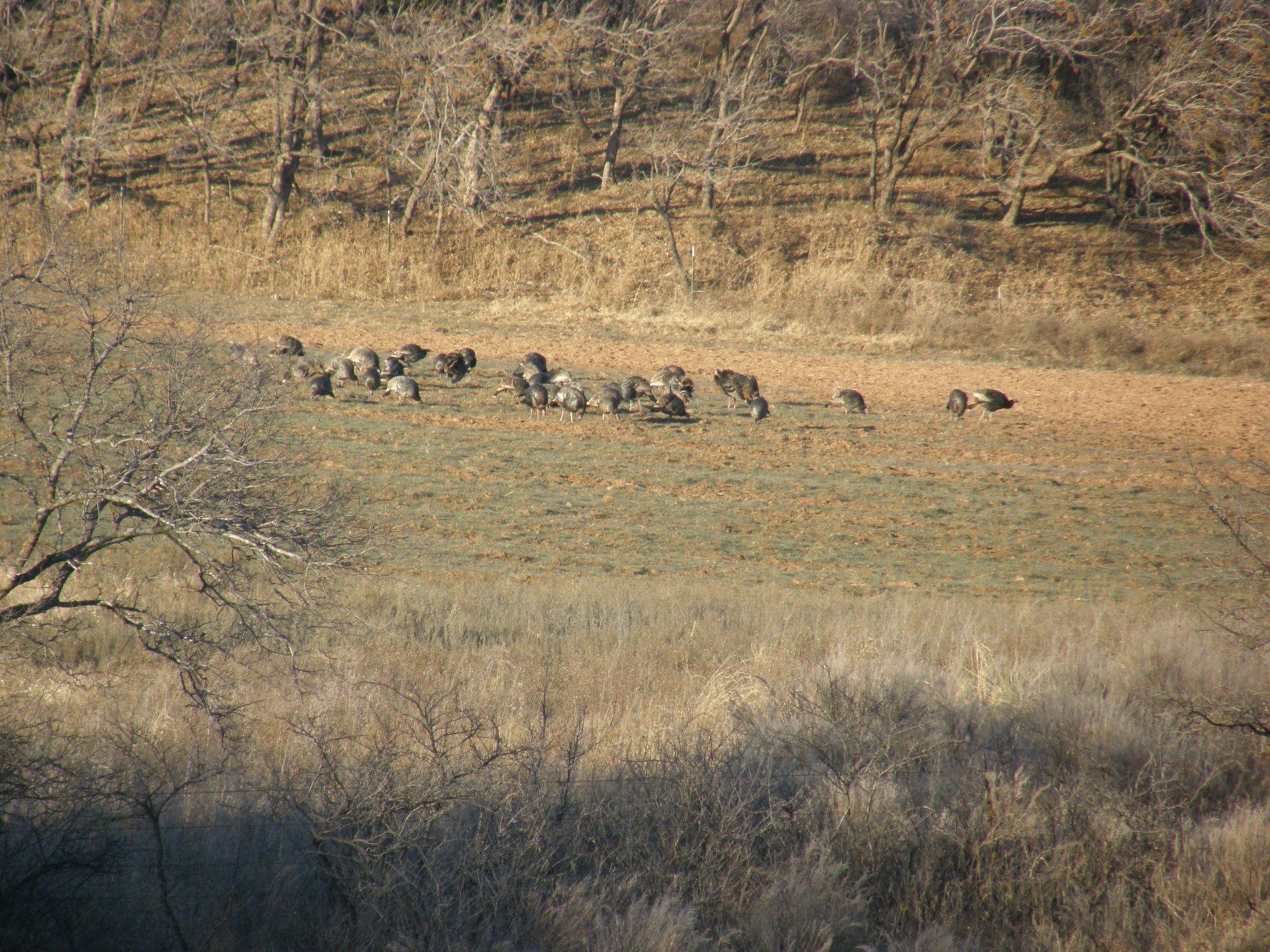Plan Your Hunt | Salt Fork Hunts - Whitetail Deer & Rio Grande Turkey