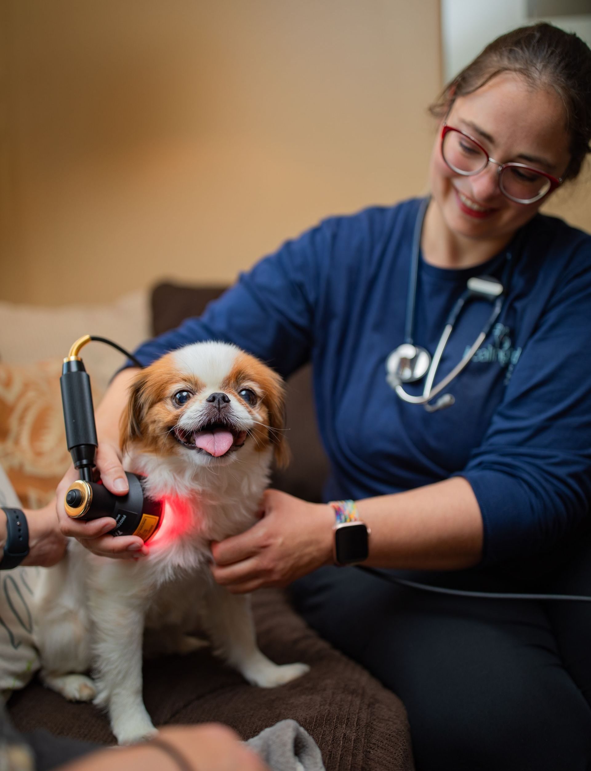 Holistic Vet Care | Next Steps for Integrative Veterinary Care