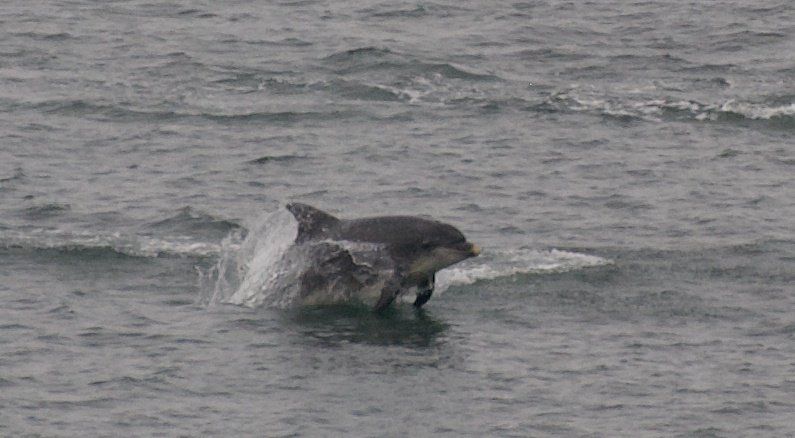 Ocean Research & Conservation Association of Ireland