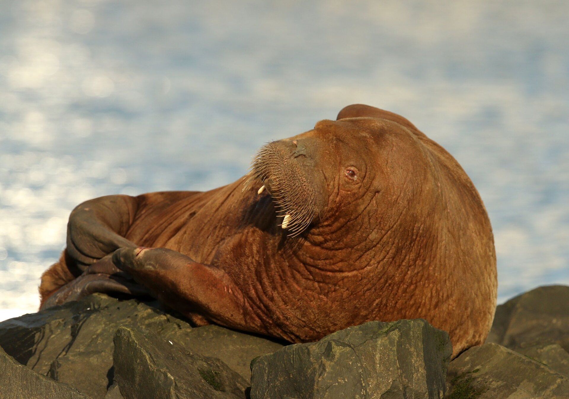 *Halloween Special: Top 10 of Ireland's most scary sea creatures!