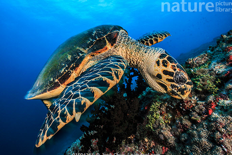 See Turtles: the Importance of Insights provided by sea turtle citizen ...