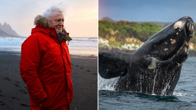 Blue Whale Clip David Attenborough