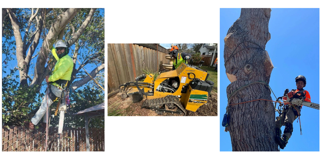 Atlas Tree Service, Inc. | Serving The Greater Bay Area