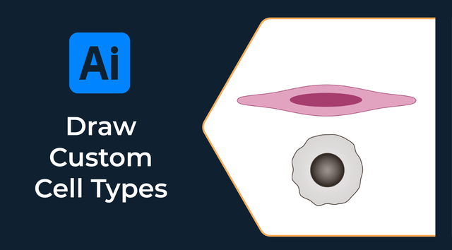 how to draw biological figures
