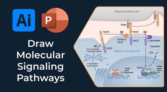 how to draw biological figures