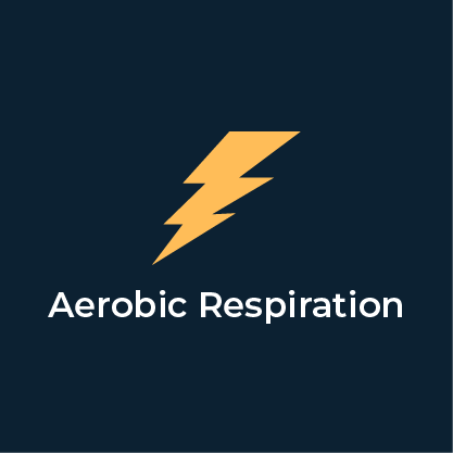 What Is Aerobic Respiration and Why Is It Important?