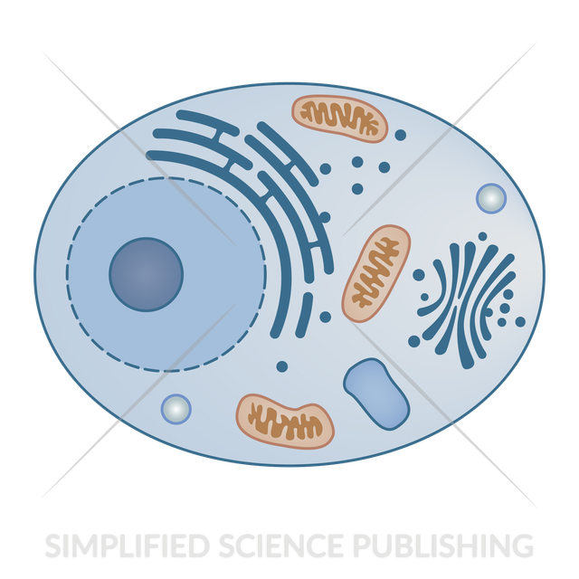 Simple Animal Cell Drawings