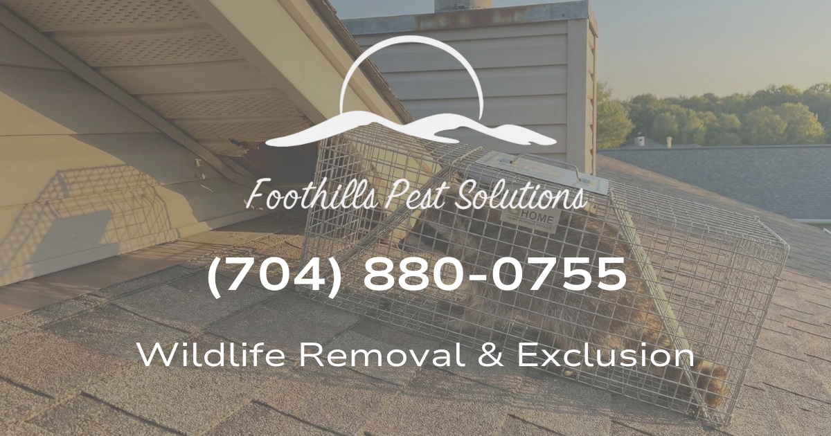 Wildlife Removal & Exclusion Services | Safe, Humane, Professional ...