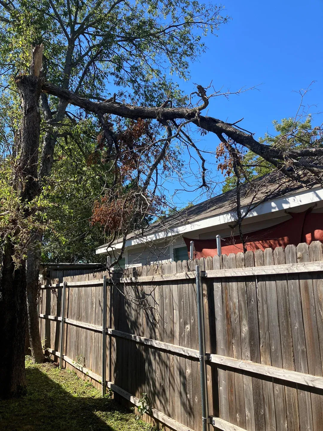 Understanding Tree Laws in Connecticut: Your Legal Guide