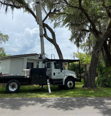 Specialized Arbor Care | Leesburg, FL | Diversified Tree Service