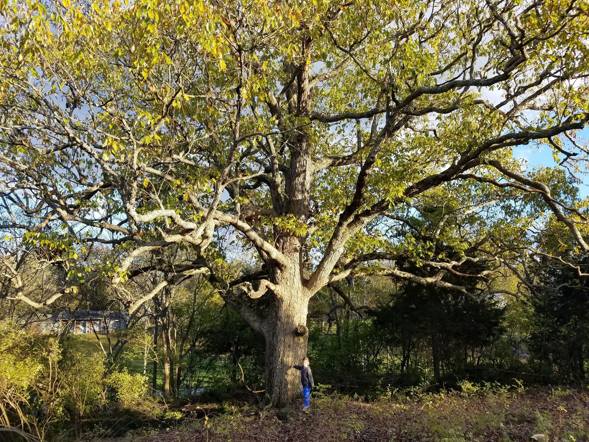 Listen to the Thrasher