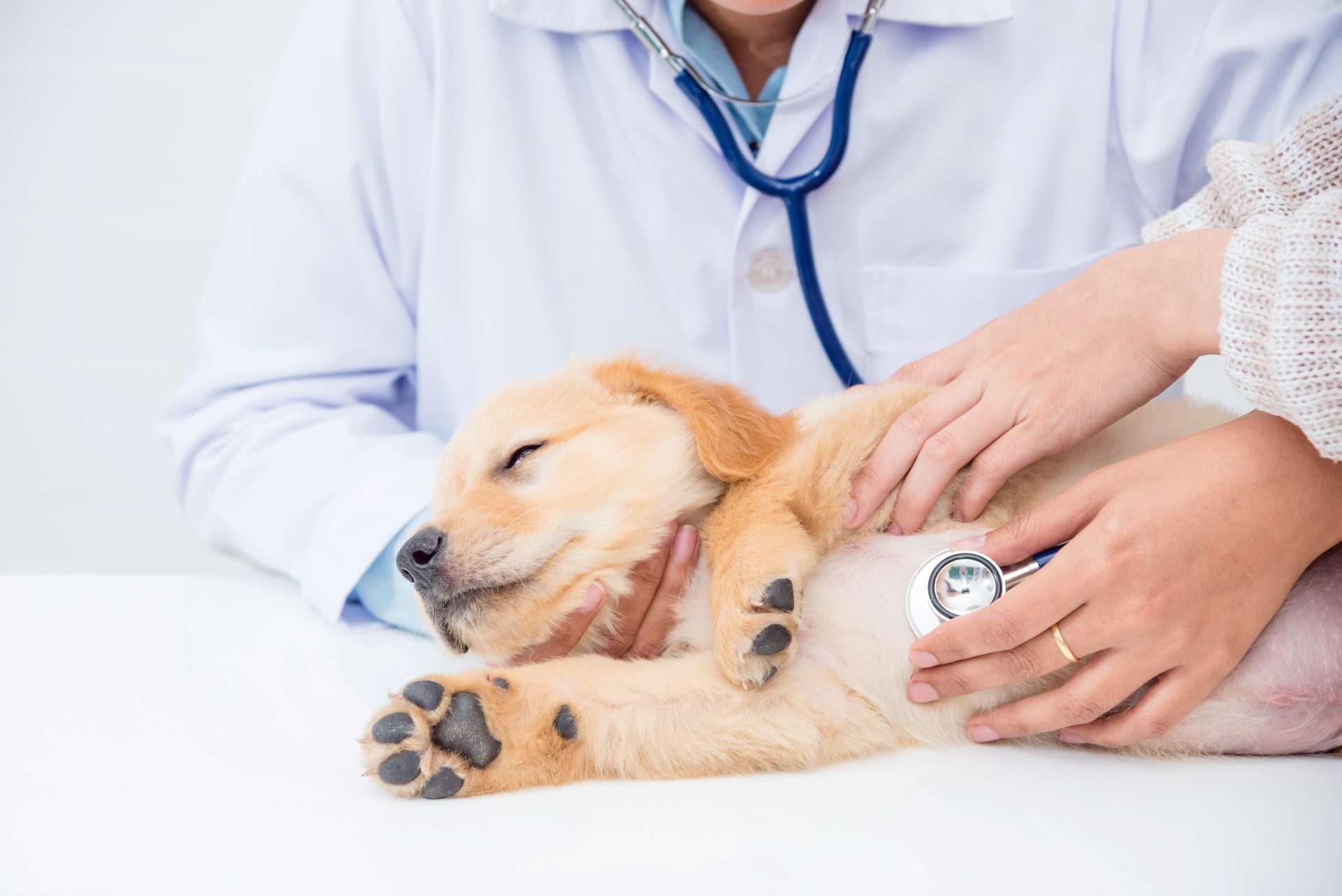 Guide to First Year Puppy Vaccinations: Everything You Need to Know