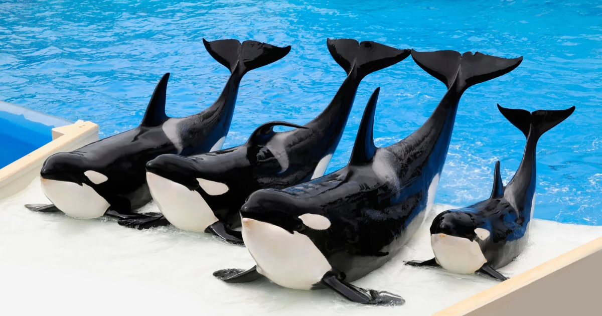SeaWorld Teacher Discount | Education Discounts